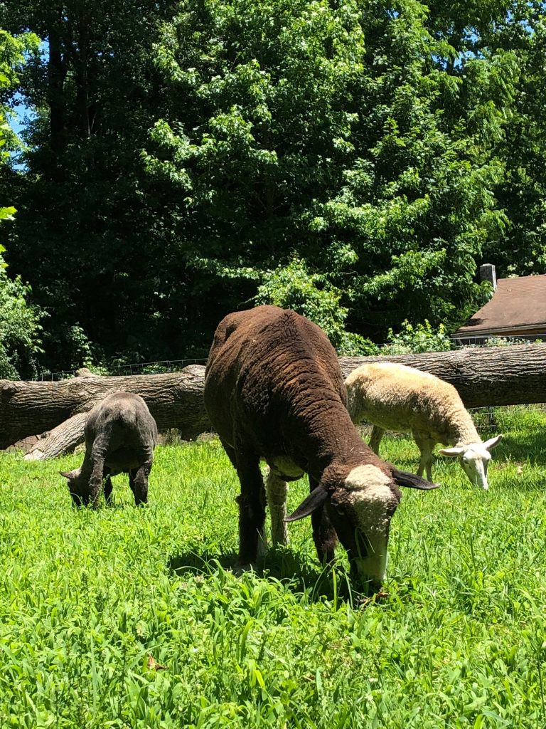 Becoming a Shepherd - Countryside